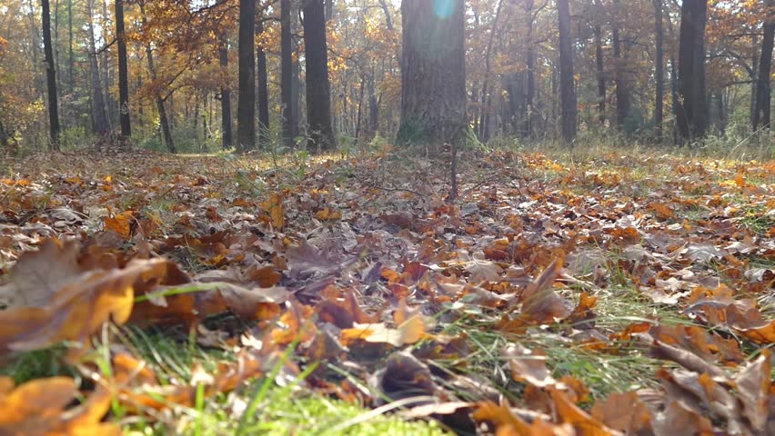 Autumn in the Park. Falling Stock Footage Video (100% Royalty-free ...
