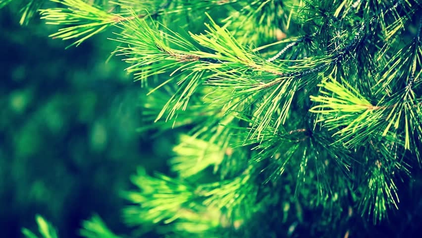 Green Pain Tree Leaves in Stock Footage Video (100% Royalty-free ...