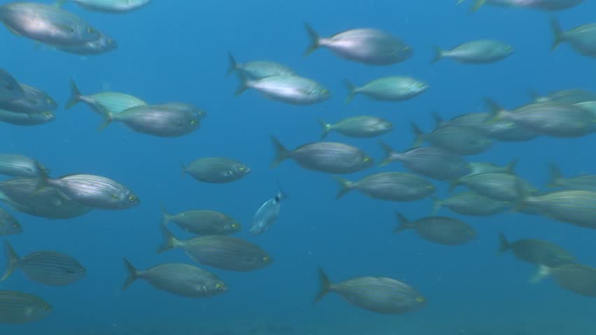 Salma Stock Video Footage - 4K and HD Video Clips | Shutterstock