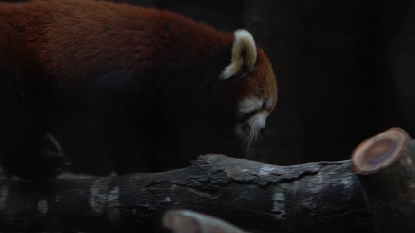 Red Panda image - Free stock photo - Public Domain photo - CC0 Images