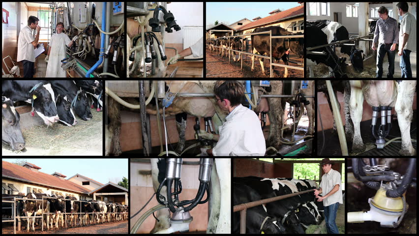 Milking Cows On Farm, Working With Dairy Equipment, Collage. Milk ...