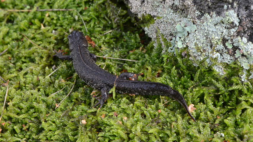 Newt Triton Eft Pleurodelinae Salamandridae Cold-blooded Amphibian ...