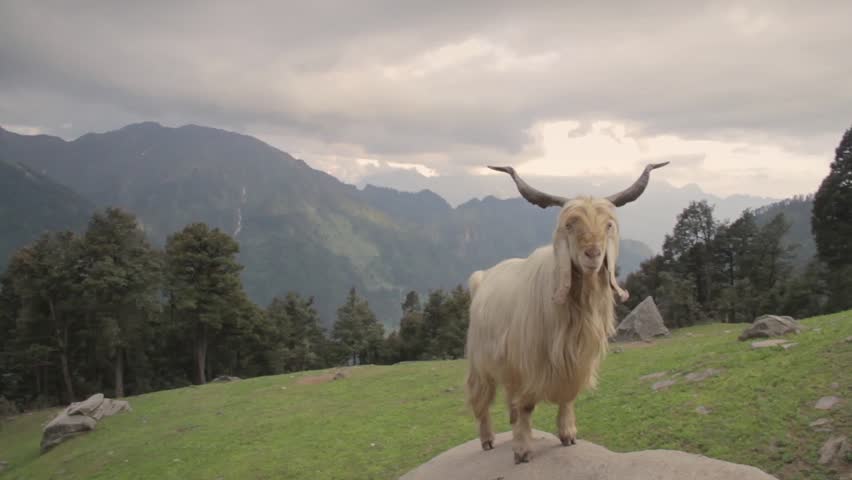 Mountain Goat standing on the rock image - Free stock photo - Public ...