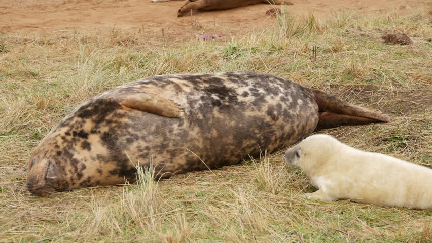 Grey Seal Pup Suckling On The Beach, Donna Nook Stock Footage video ...