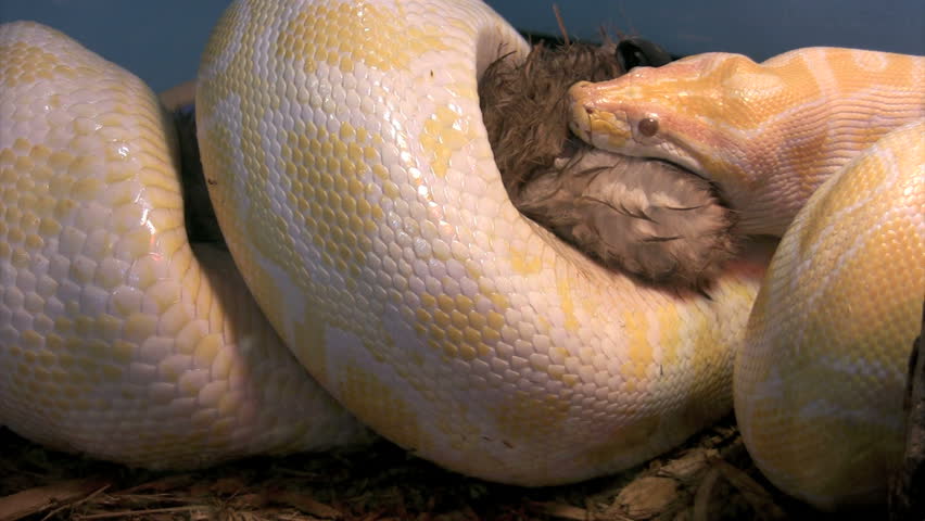 Stock video of burmese python suffocates rabbit | 330838 | Shutterstock