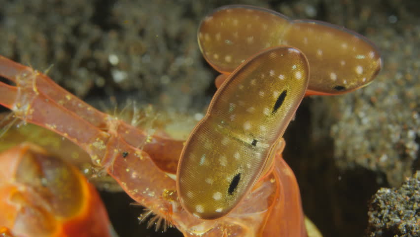 Peacock Mantis Shrimp Odontodactylus scyllarus image - Free stock photo ...