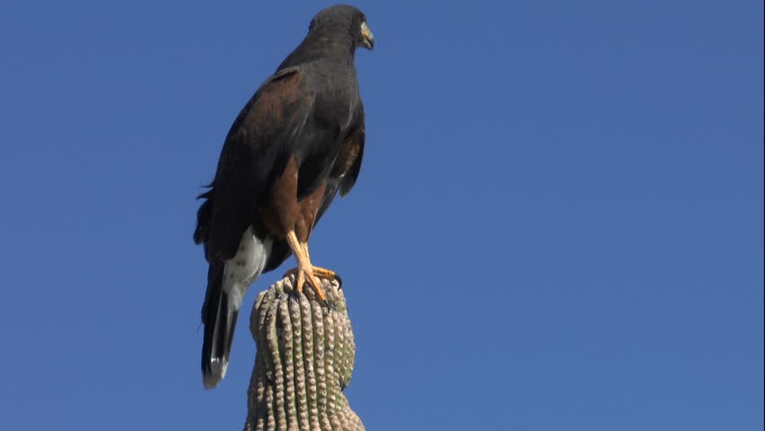 Stock video of lone hawk perches on top of | 3370958 | Shutterstock