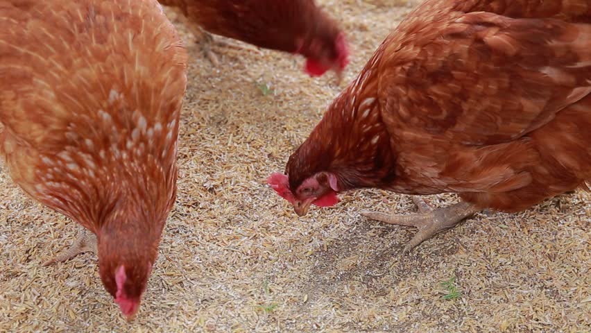 Red Hen Eating Rice On Stock Footage Video (100% Royalty-free) 33970798 ...