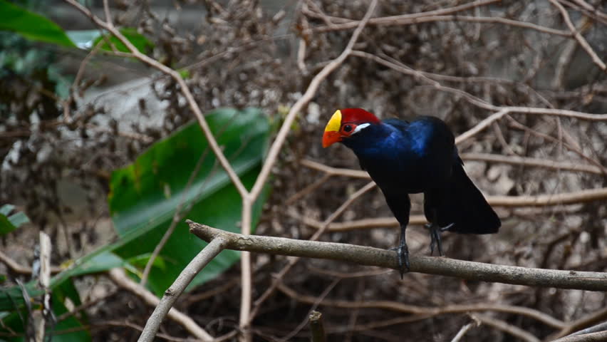 Turaco Bird from West Africa วิดีโอสต็อก (ปลอดค่าลิขสิทธิ์ 100% ...