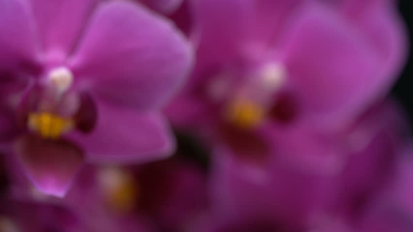 Purple mini-flowers image - Free stock photo - Public Domain photo ...