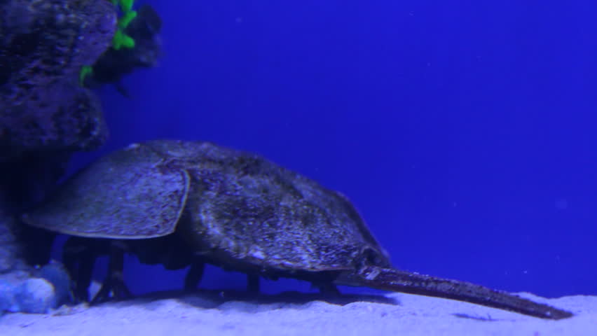 Horseshoe Crab image - Free stock photo - Public Domain photo - CC0 Images