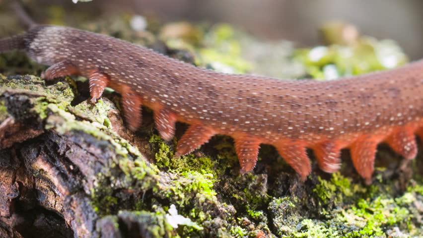 Peripatus (velvet Worm) Walks Through Frame. In Tropical Rainforest ...