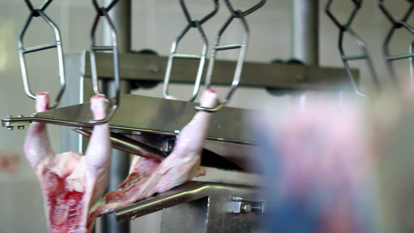 Stock video of chicken meat processing on conveyor belt/poultry ...