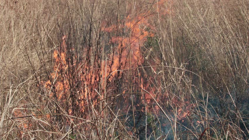 Burning Bush Stock Footage Video | Shutterstock