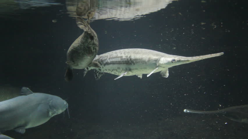 Intense Swarm Of Writhing, Swimming Fish, Known As Eulachon, Hooligan ...