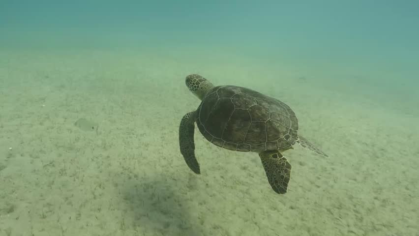 Juvenile Sea Turtles image - Free stock photo - Public Domain photo ...