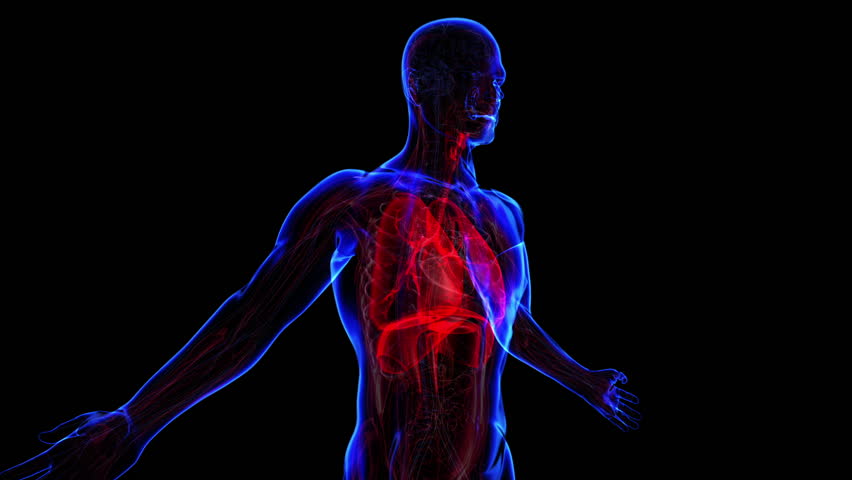 3D Animation Of Human Body Anatomical Scan On Digital Screen Loop Stock ...