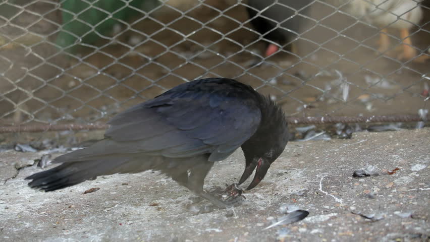 Crow Eating Meat Stock Footage Video (100% Royalty-free) 3681878 ...