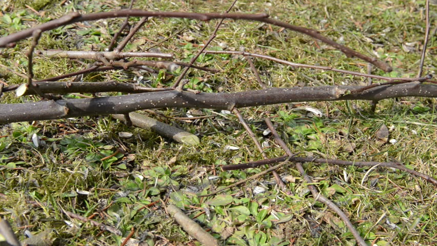Cutting Twigs of Apple Tree Stock Footage Video (100% Royalty-free ...