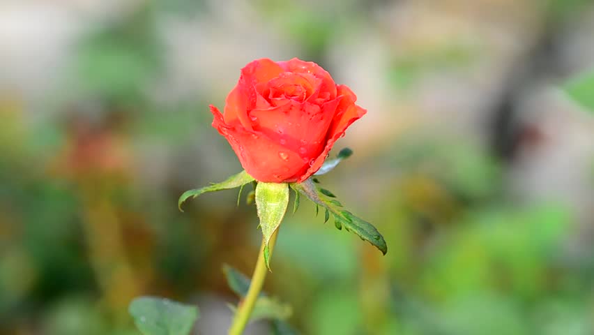 Rose in the Wind Stock Footage Video (100% Royalty-free) 3729548 ...