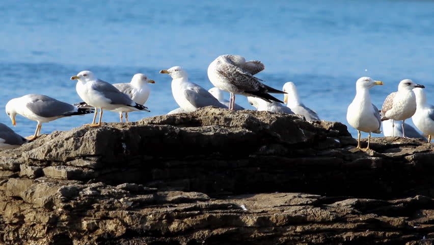 Stock video of seagulls crying - seagulls crying on | 3807278 ...