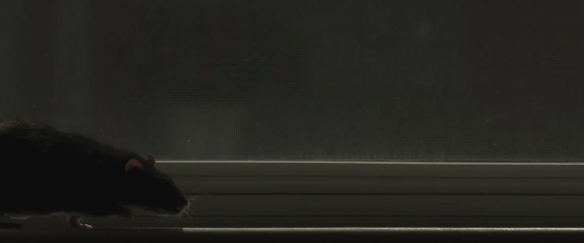 Slow Motion Rat Walking Stock Footage Video (100% Royalty-free) 3814868 ...