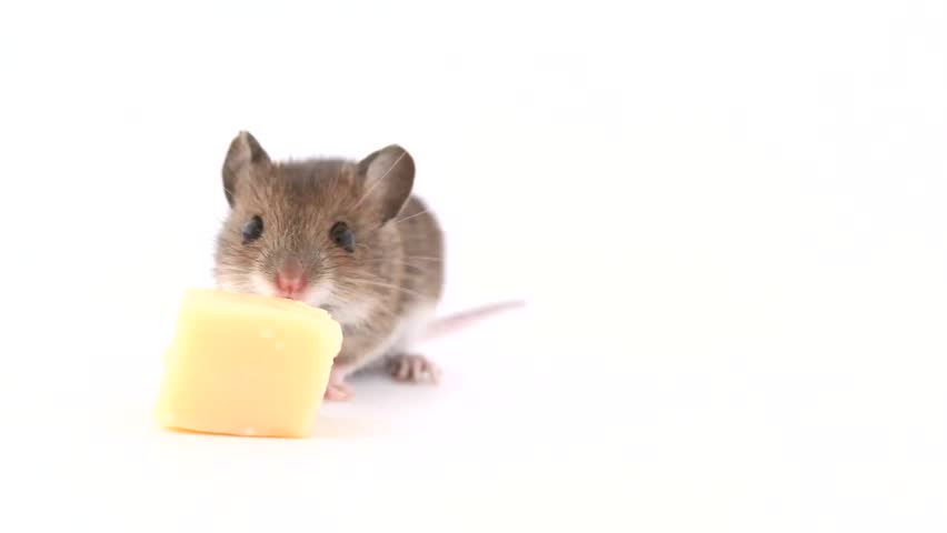Stock video of cute little mouse eating cheese | 3867668 | Shutterstock
