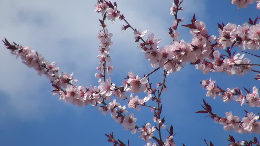 Blooming Trees Orchard, Spring Flowers Branches, Springtime Foliage ...