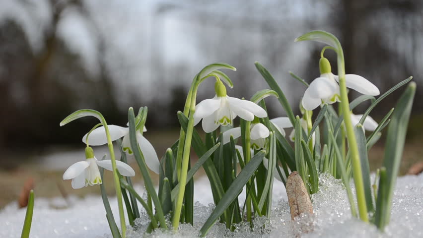 First Spring Snowdrop Flower In Snow Closeup. Stock Footage Video ...