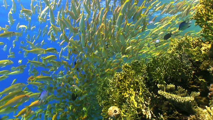 Shoal Of Yellow Fish On Coral Reef, Red Sea Stock Footage Video 3967186 ...