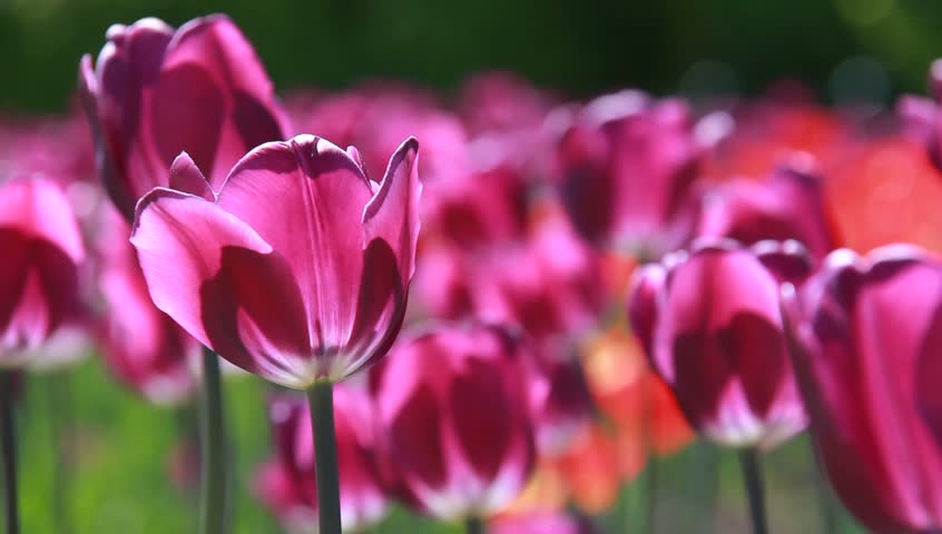 Colorful Flowers In Paris Garden During Spring, France. Spring Flowers ...