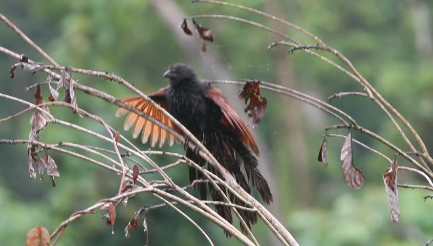 Philippine Coucal (centropus Viridis) in Stock Footage Video (100% ...