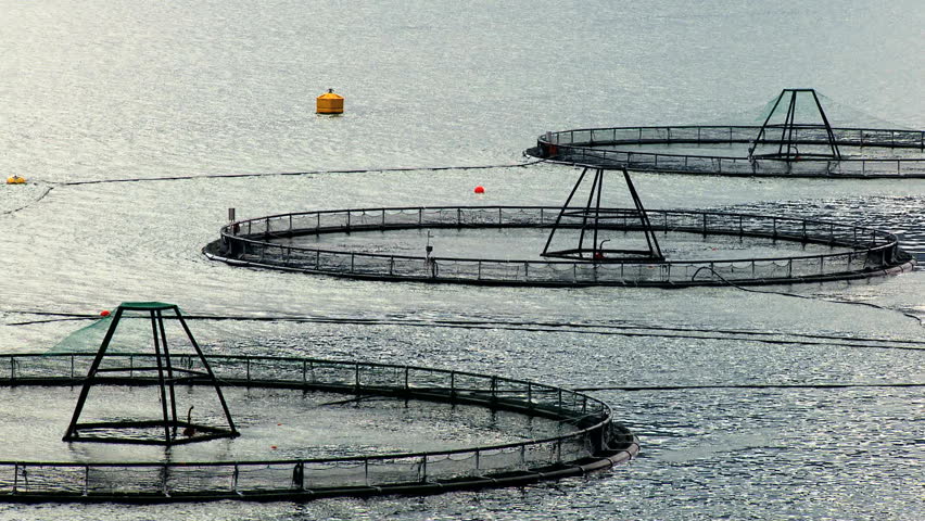 Floating Nets of a Commercial Stock Footage Video (100% Royalty-free ...