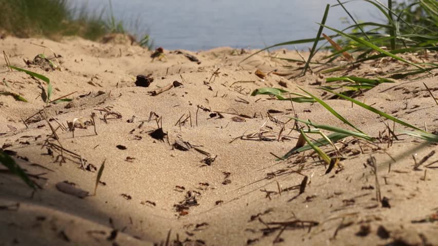 Ants On the Beach Stock Footage Video (100% Royalty-free) 4091938 ...