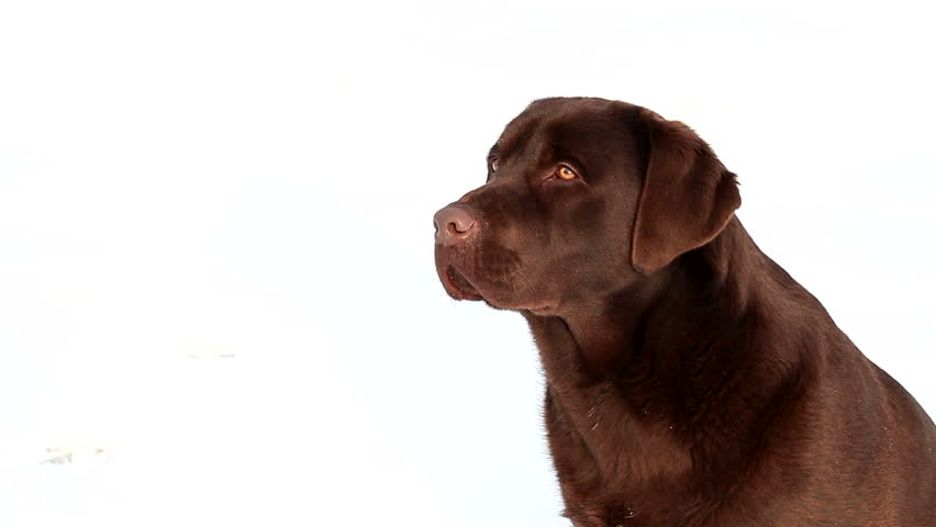 Barking Chocolate Labrador Isolated On Stock Footage Video (100% ...