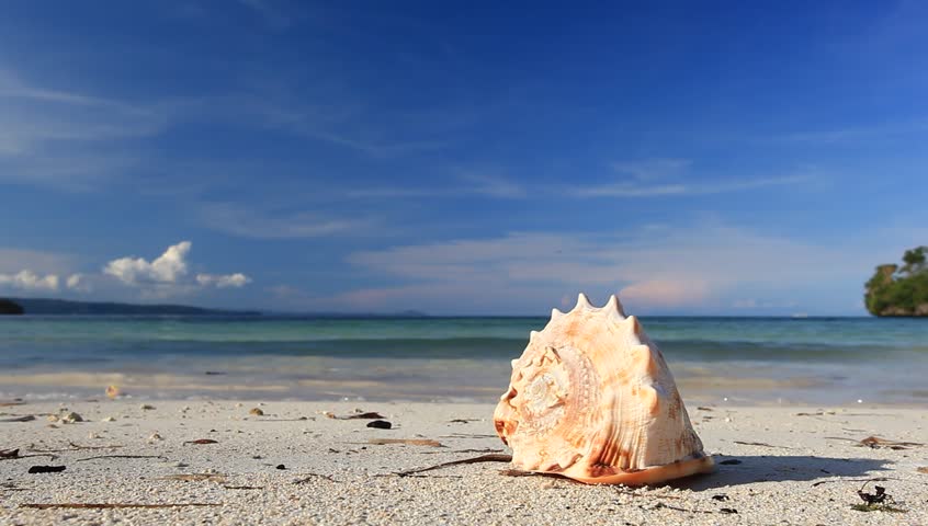 Seashell On Tropical Beach, Philippines, Stock Footage Video (100% ...