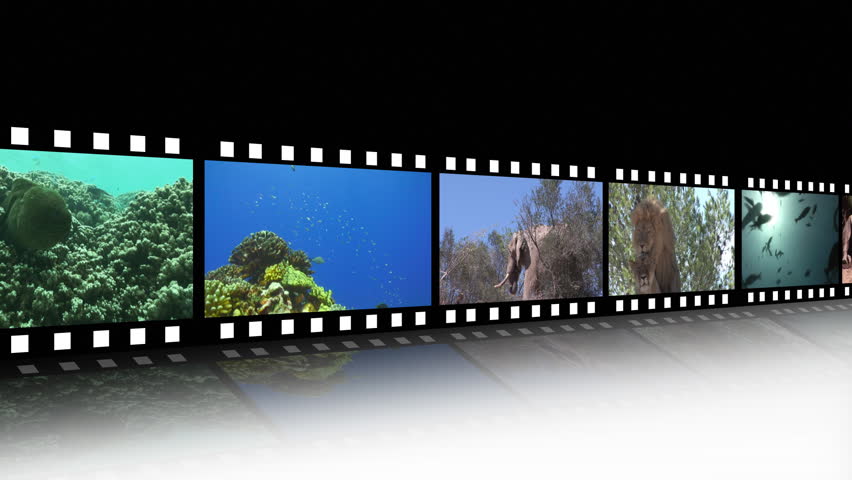 Animal Film Reel Green Screen 1 Стоковые футажи для видео 373384 ...