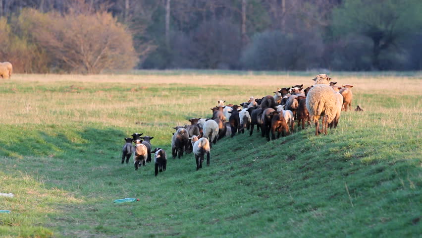 Lambs and Sheep Running On Stock Footage Video (100% Royalty-free ...