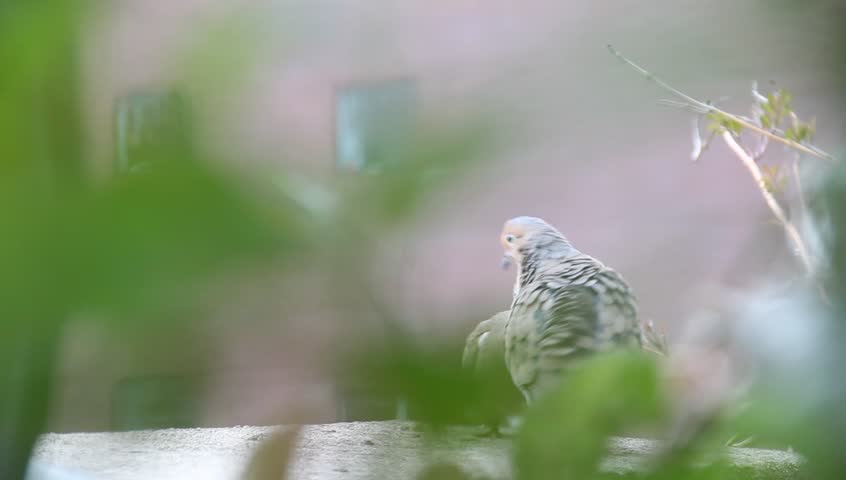 Stock video of mourning doves mating ritual | 4292498 | Shutterstock