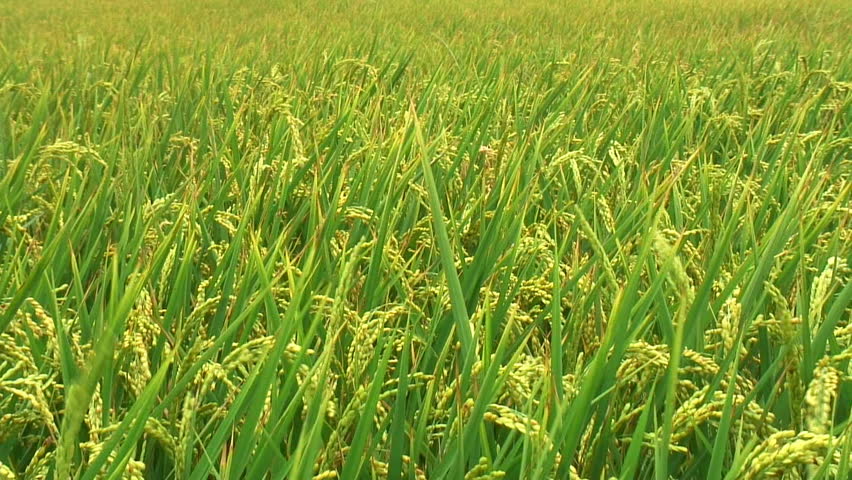 วิดีโอสต็อกของ mature rice with fully developed kernels | 430528 ...