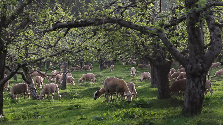 Stock Video Clip of Blossom orchard and herd of sheep and | Shutterstock