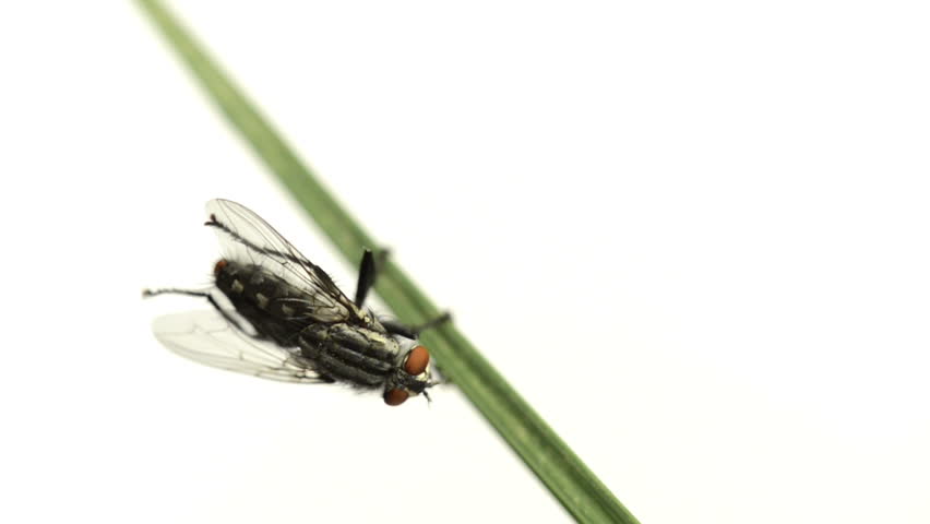 Flesh Fly Cleaning Itself On Stock Footage Video (100% Royalty-free ...