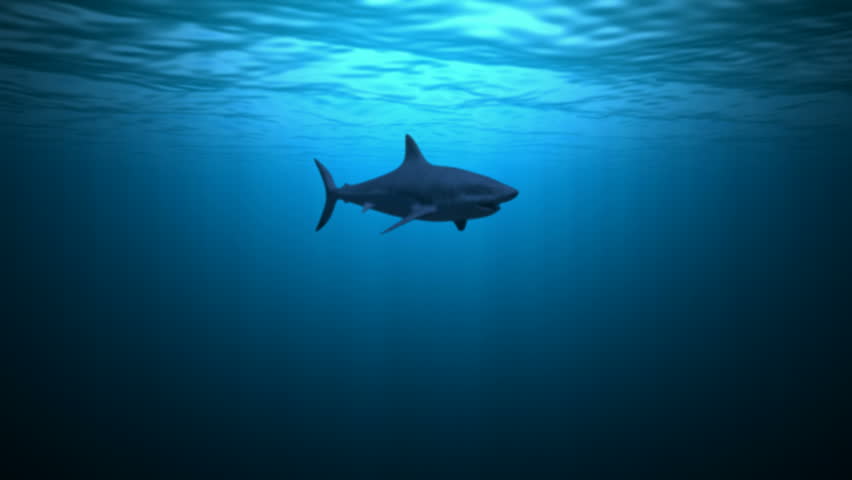 A Great White Shark Moving Stock Footage Video (100% Royalty-free ...