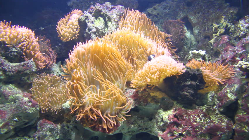 Torch Coral (Euphyllia Glabrescens) Has Long Sweeper Tentacles Tipped ...