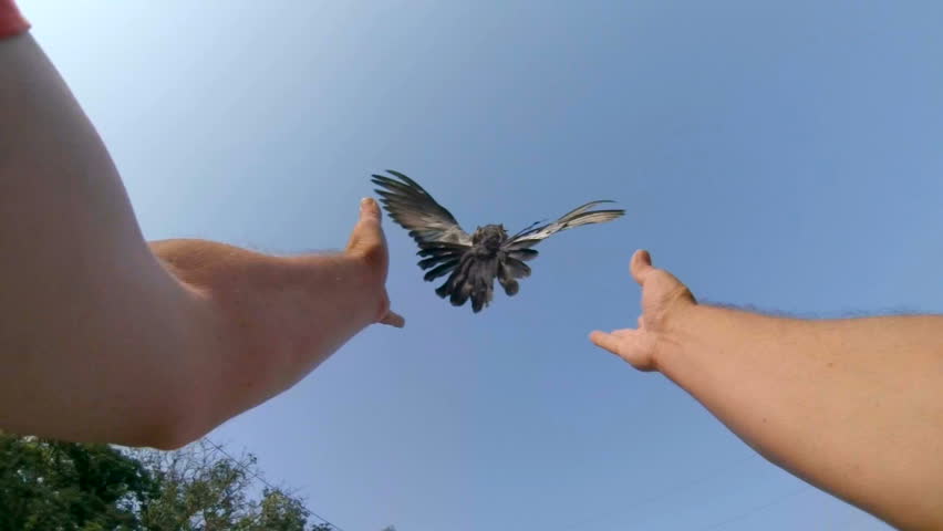 Dove Stock Footage Video | Shutterstock