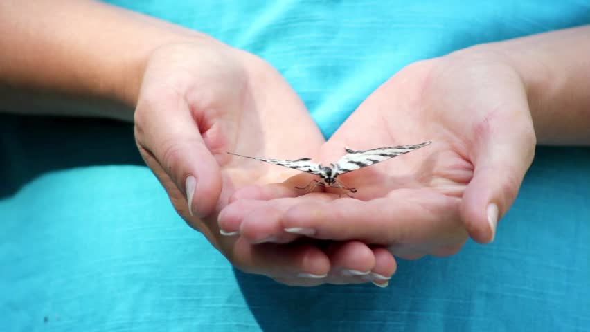 Stock video of releasing from hands butterfly,butterfly on the ...