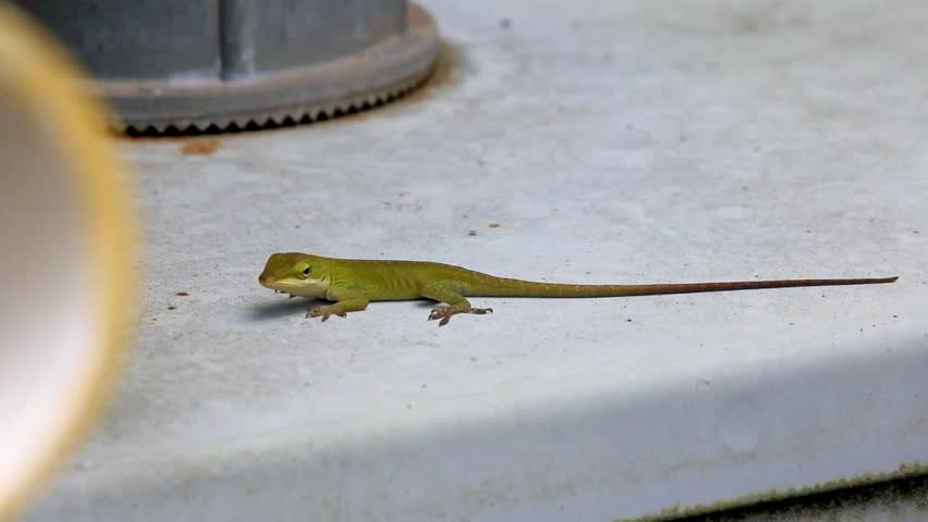 Tiny Lizard Moving Around On Stock Footage Video (100% Royalty-free ...