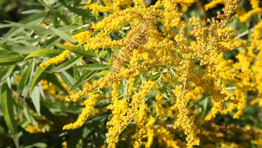 Honey Bees Collecting Pollen From Yellow Linden Tree Blossoms Stock ...