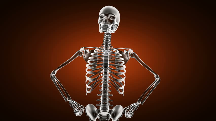 High Resolution And Highly Detailed 3D Skeleton X-ray Rotating. Stock ...