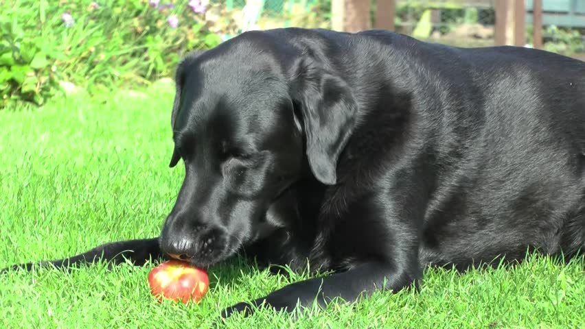 Black Labrador Dog Eating an Stock Footage Video (100% Royalty-free ...